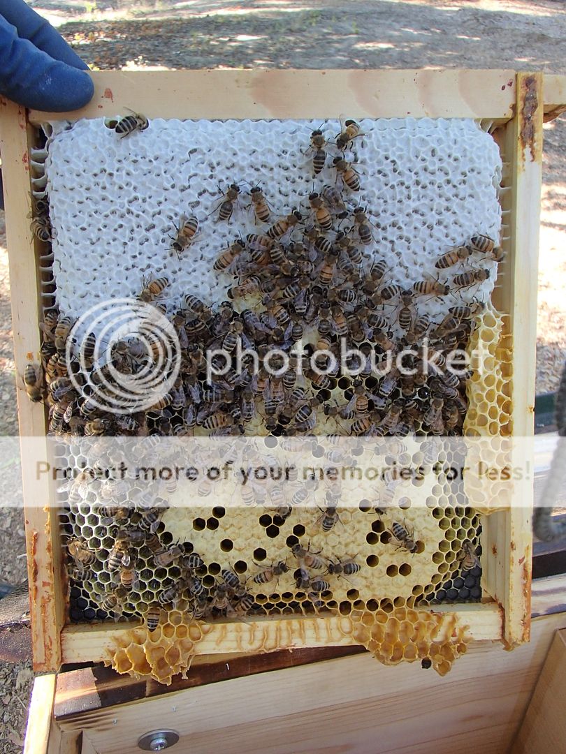 How I plan on overwintering 40 mating nucs on mini frames | Beesource Beekeeping Forums